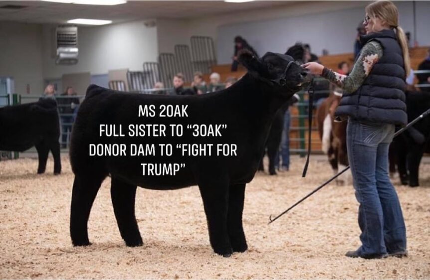 The Legend Of Lueking Emmerson Donor Grows!!!! | Matt Lautner Cattle