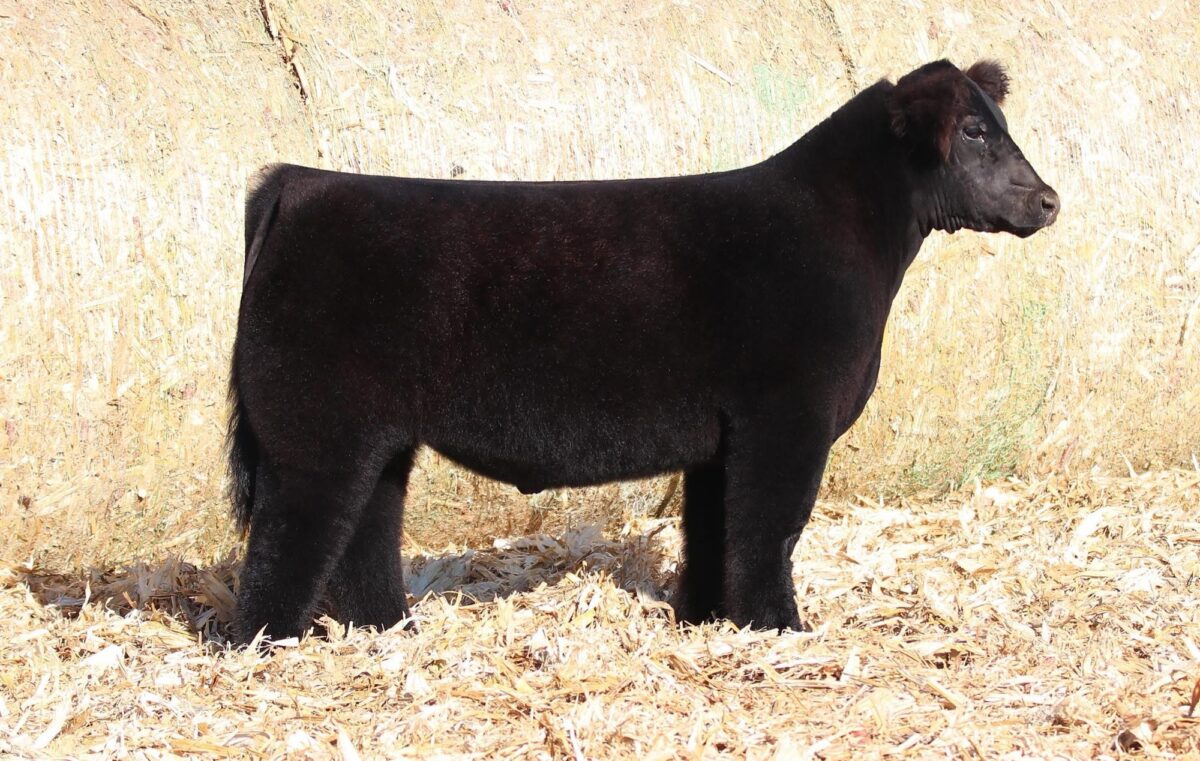 NWO Steer Selling Tuesday December 30 @ England Show Stock On SC Online ...