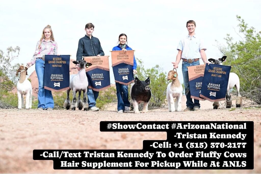 #FluffyCows #HairSupplement #ArizonaNational #Phoenix | Matt Lautner Cattle