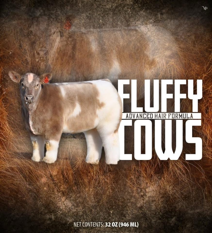 #FluffyCows #HairSupplement #ArizonaNational #Phoenix | Matt Lautner Cattle