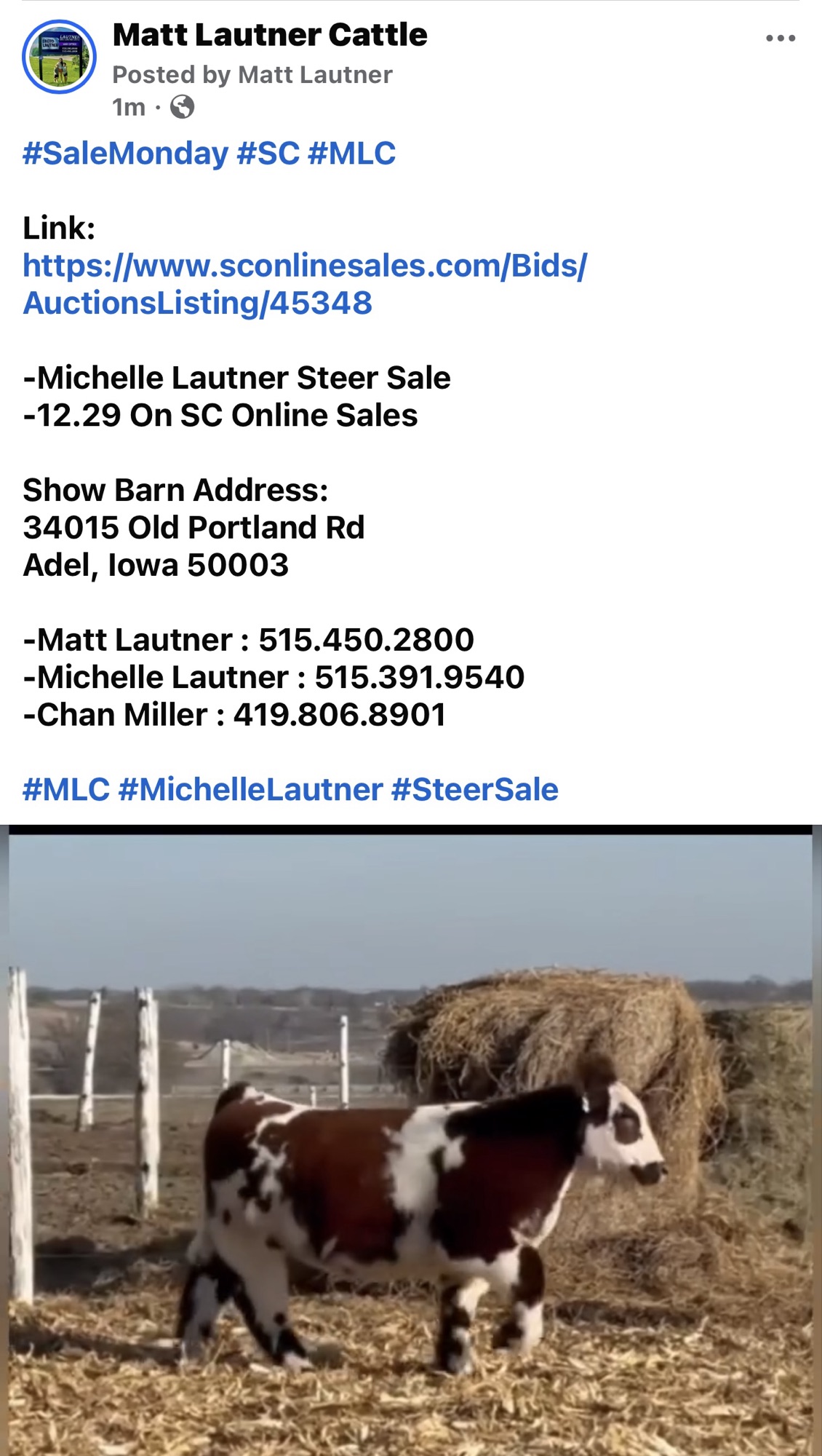 #SaleMonday #SC #MLC | Matt Lautner Cattle