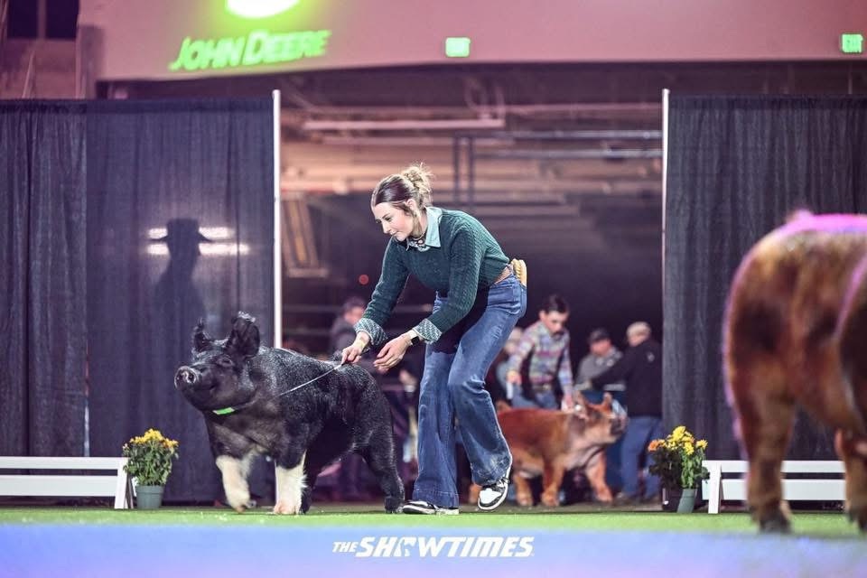 #FluffyCowsCustomer #HairSupplement #Denver #HogShow | Matt Lautner Cattle