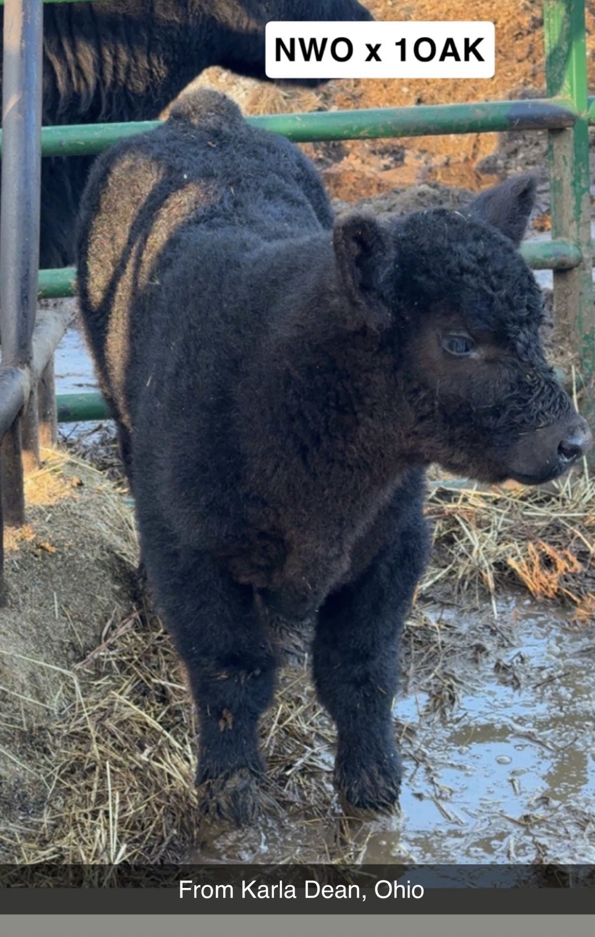 From Karla Dean, Ohio | Matt Lautner Cattle