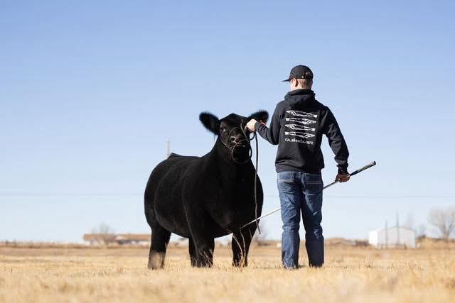 #ThankYou #Buyers | Matt Lautner Cattle
