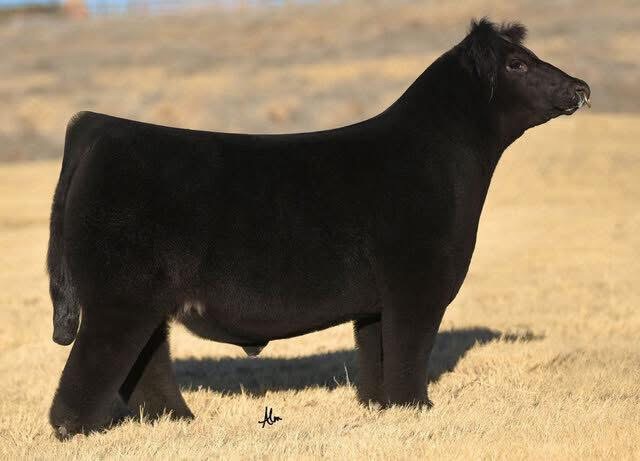 #ThankYou #Buyers | Matt Lautner Cattle