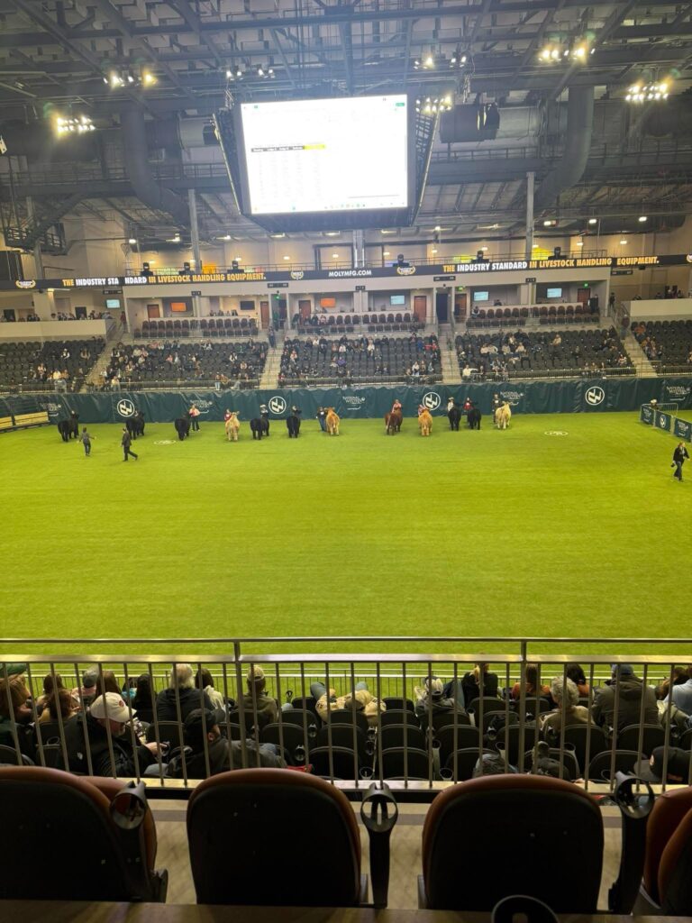 Matilyn Lautner Class Winner @ National Western Stock Show!! 🔥🔥 | Matt ...